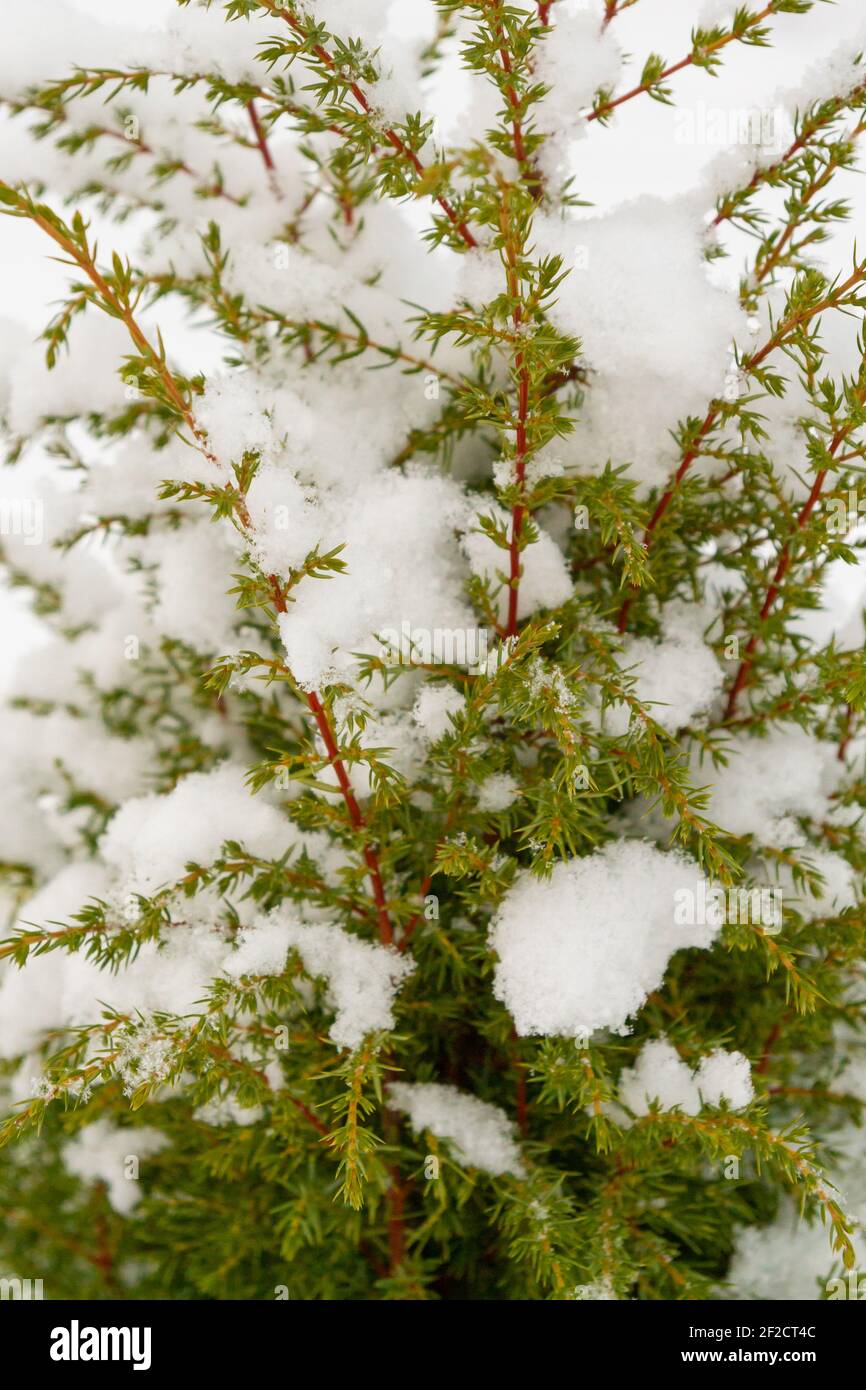 Thuja in the snow in the yard in winter Stock Photo - Alamy