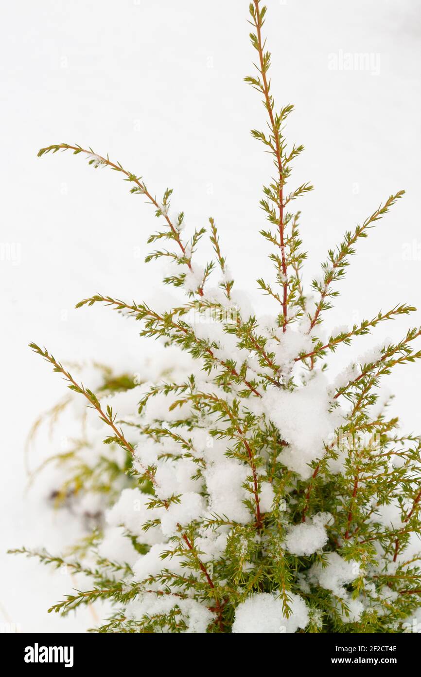 Thuja in the snow in the yard in winter Stock Photo - Alamy