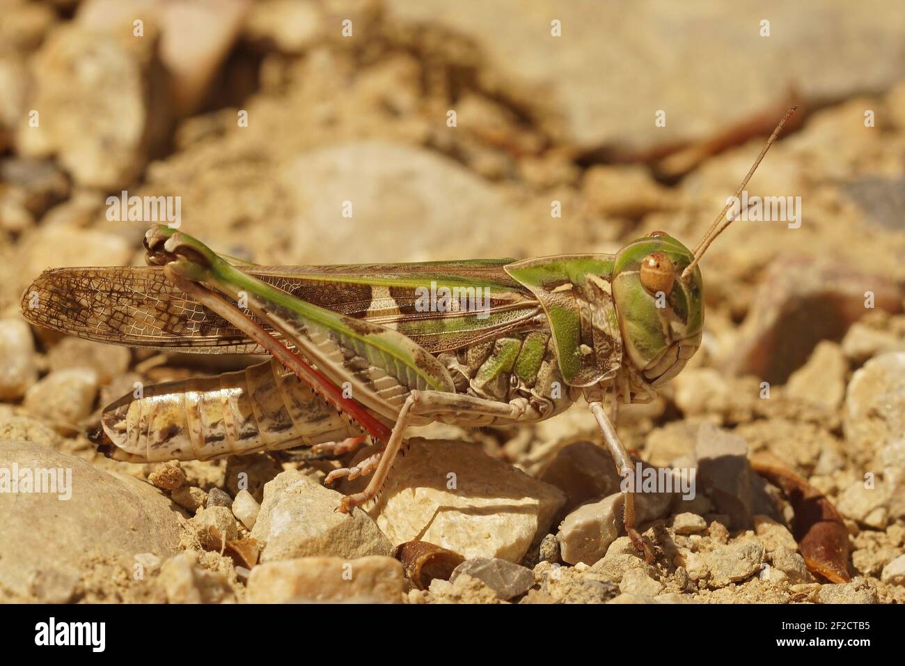 A closeup of a colorful and large French grasshopper , Oedaleus decorus ...