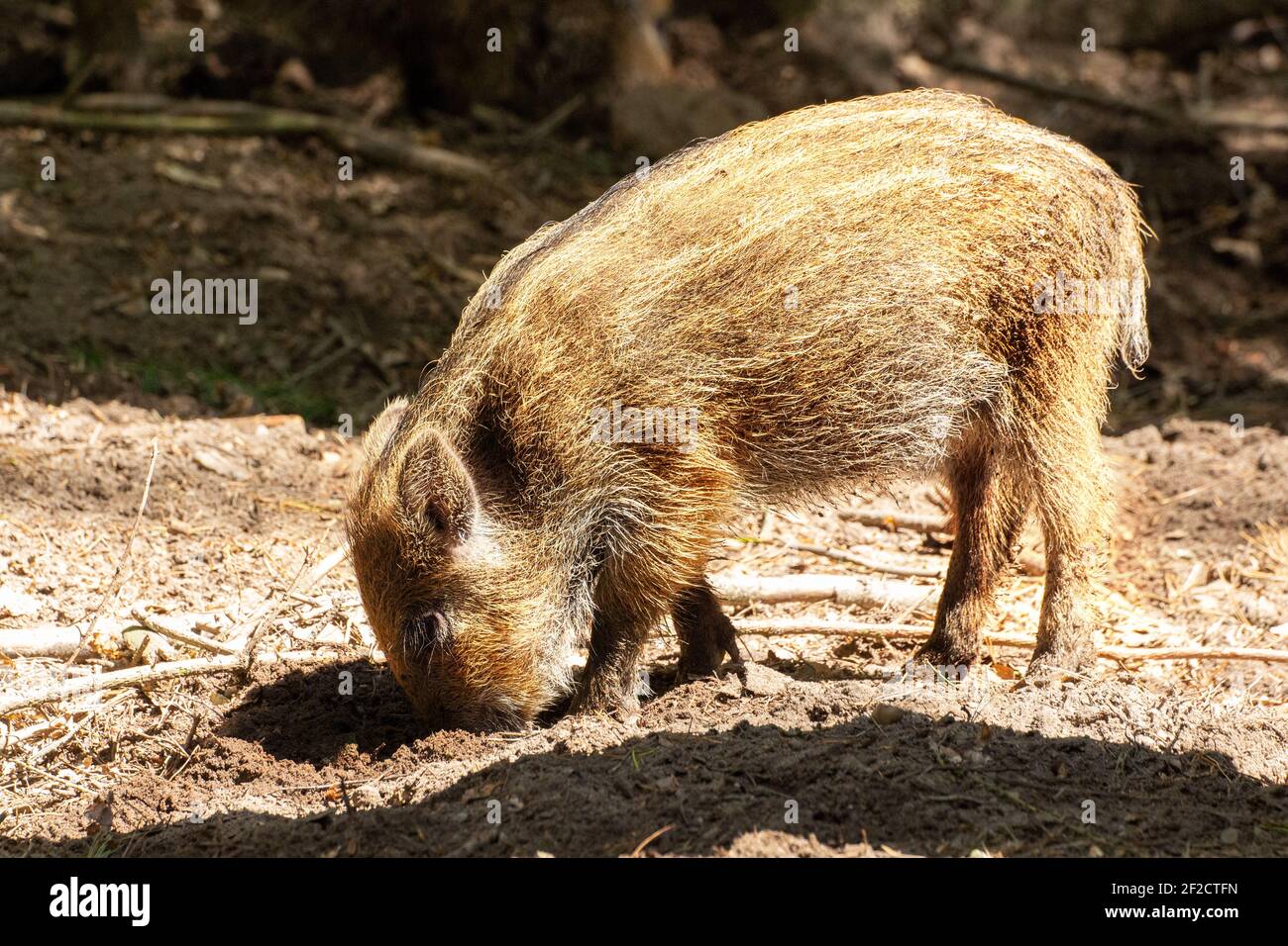 Ground hog shadow hi-res stock photography and images - Alamy