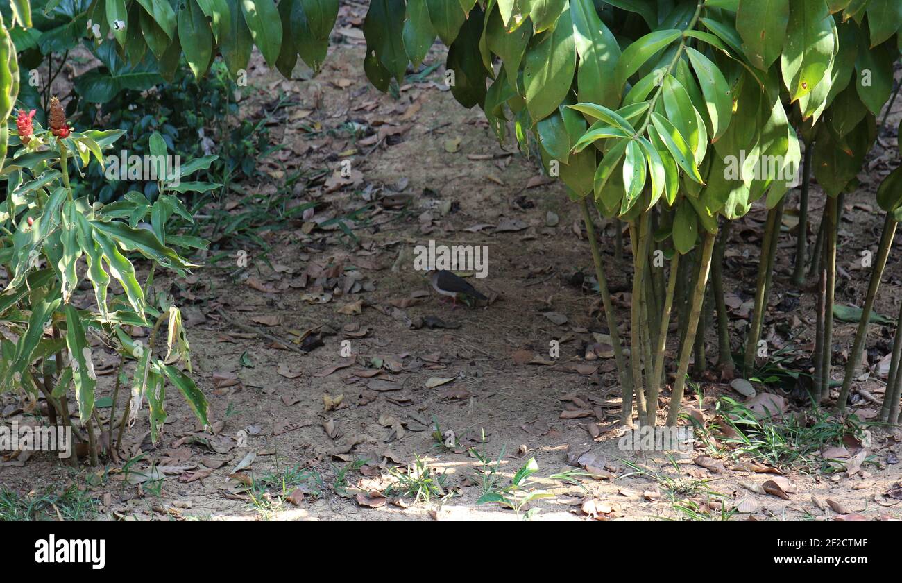An Azuero Dove on the floor of the Amazon Rainforest in Madre de Dios ...
