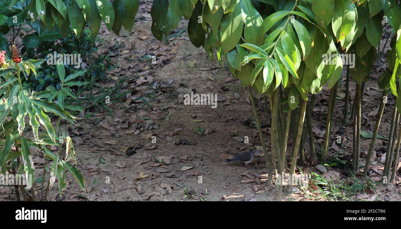 An Azuero Dove on the floor of the Amazon Rainforest in Madre de Dios ...