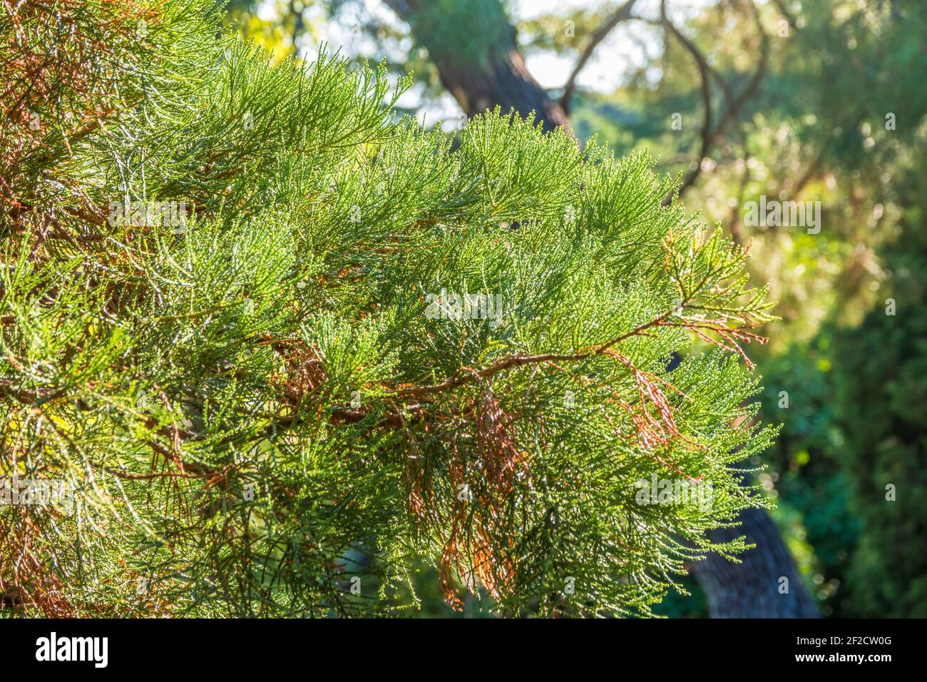Giant sequoia leaves close up hi-res stock photography and images - Alamy
