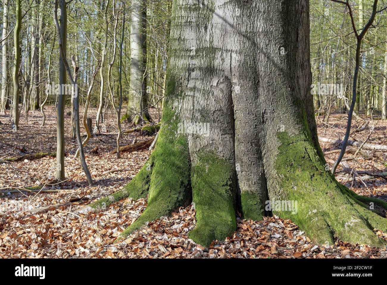 Veteran beech trees hi-res stock photography and images - Alamy