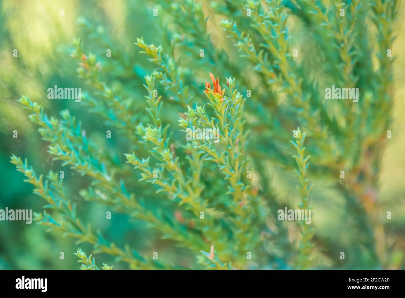 Awl shaped leaves hi-res stock photography and images - Alamy