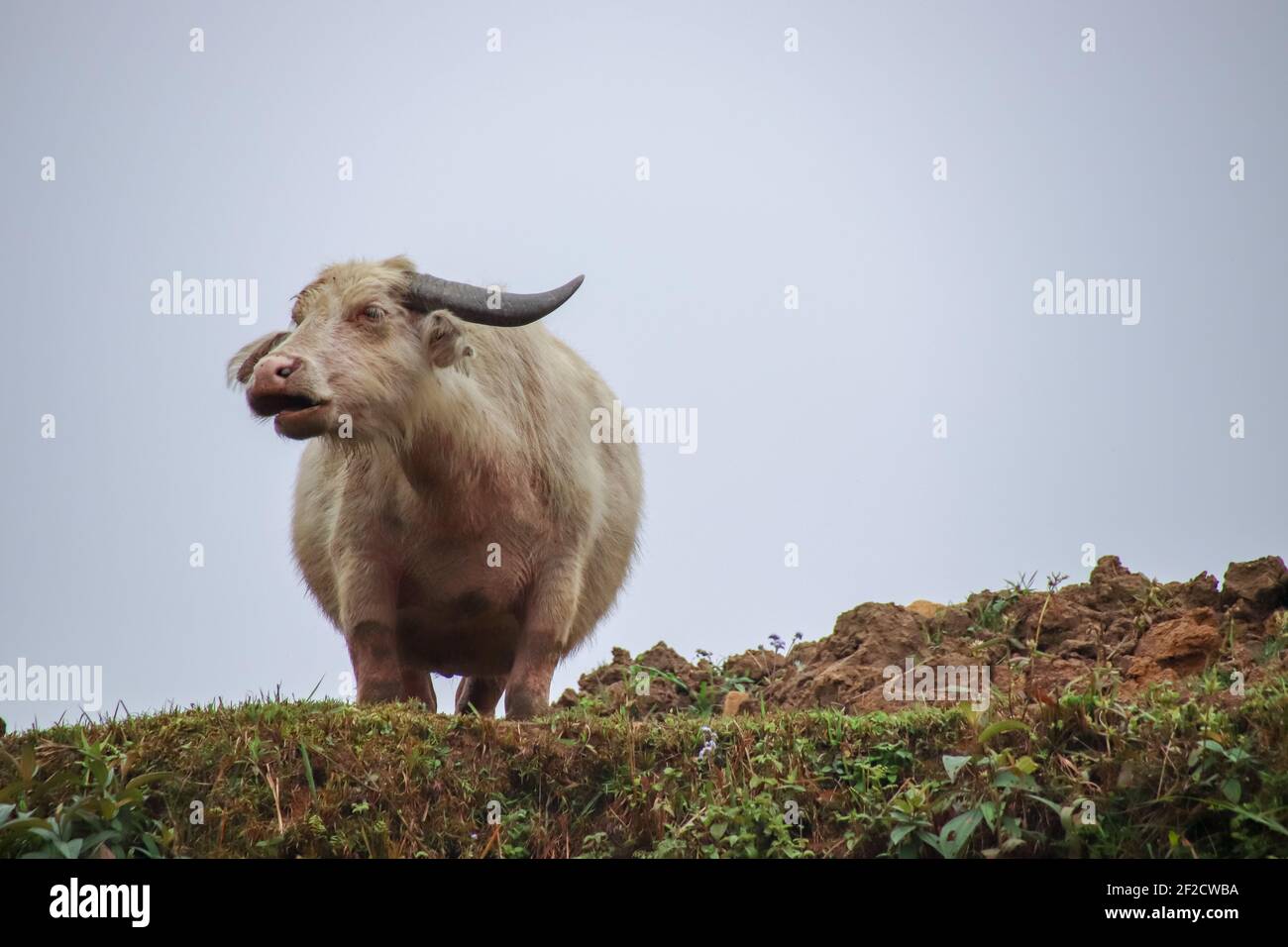 An albino water buffalo (Bubalus bubalis) in Sapa, Vietnam Stock Photo ...
