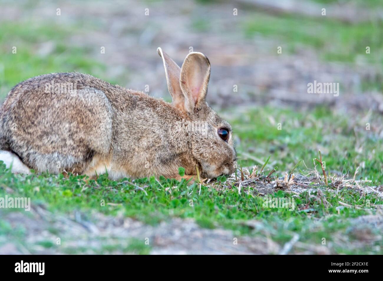 European rabbit (Oryctolagus cuniculus), lying on shore of wetland ...