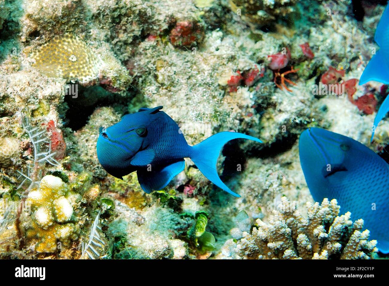 Triggerfish Teeth High Resolution Stock Photography and Images - Alamy