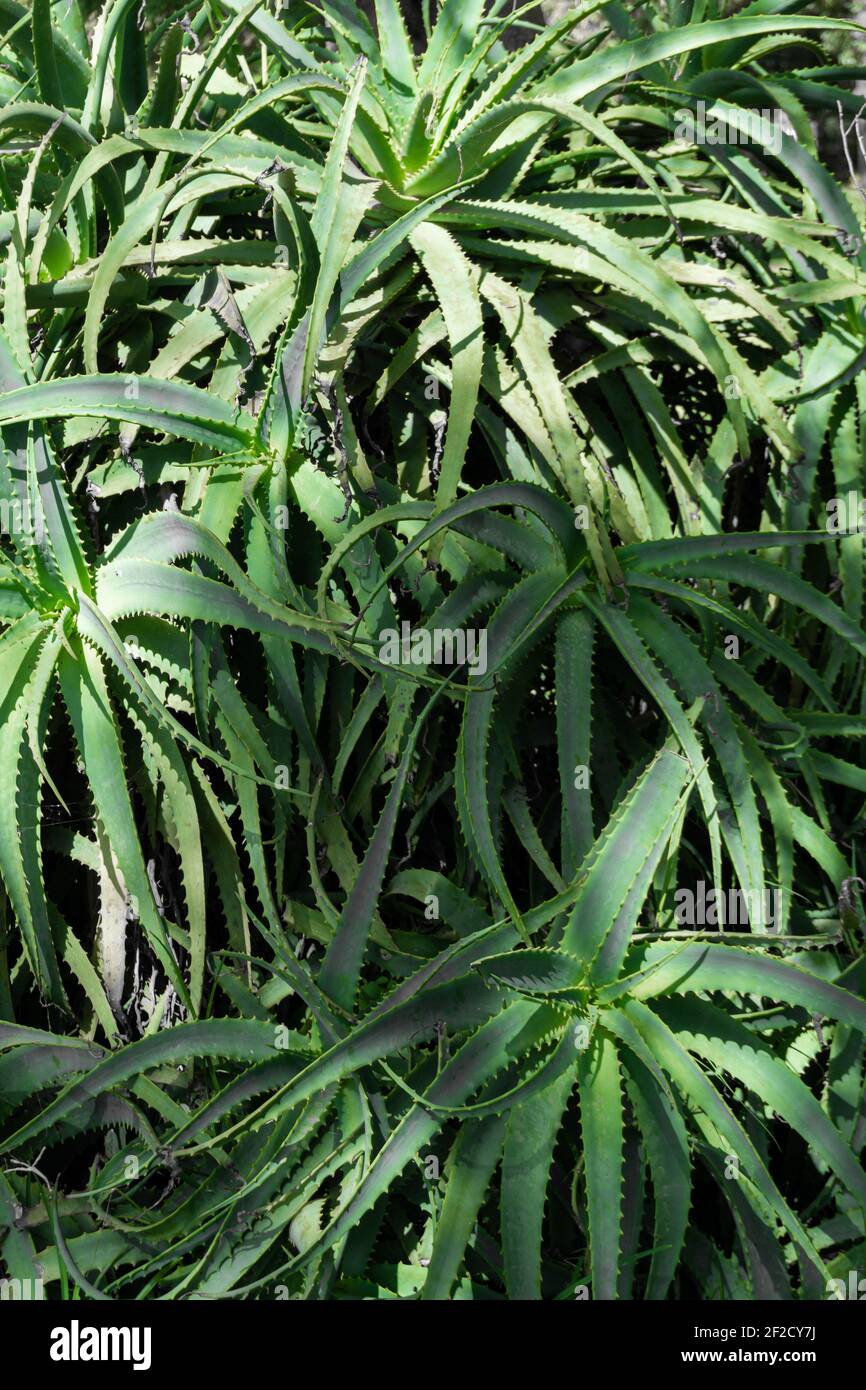 Aloe Arborescens mill. zavila. octopus plant. biodiverse background or ...