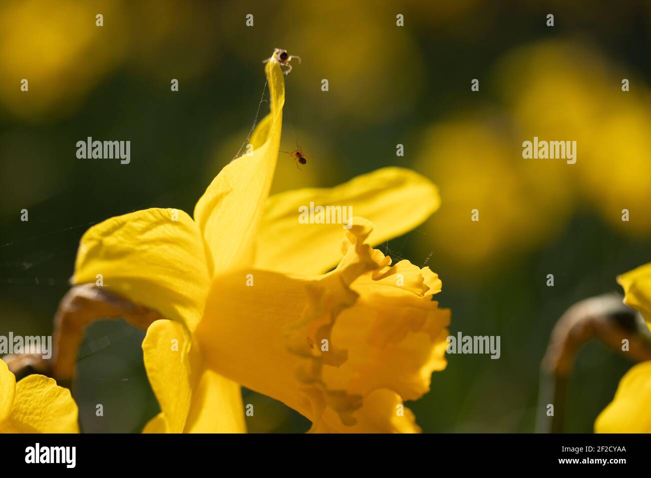 Yellow Daffodil Flower Bloom in Spring Field Stock Photo - Alamy