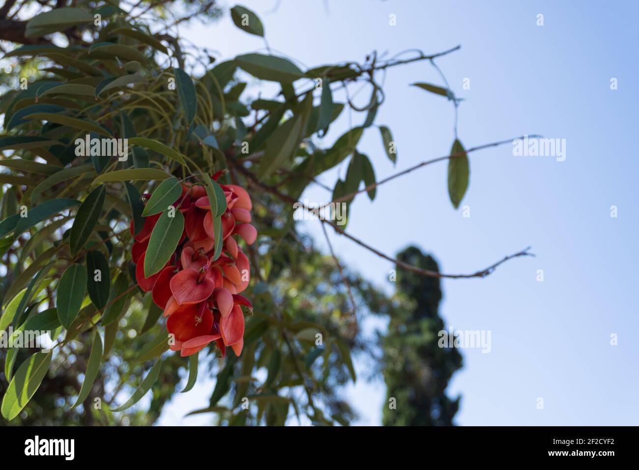 Gallo family hi-res stock photography and images - Alamy
