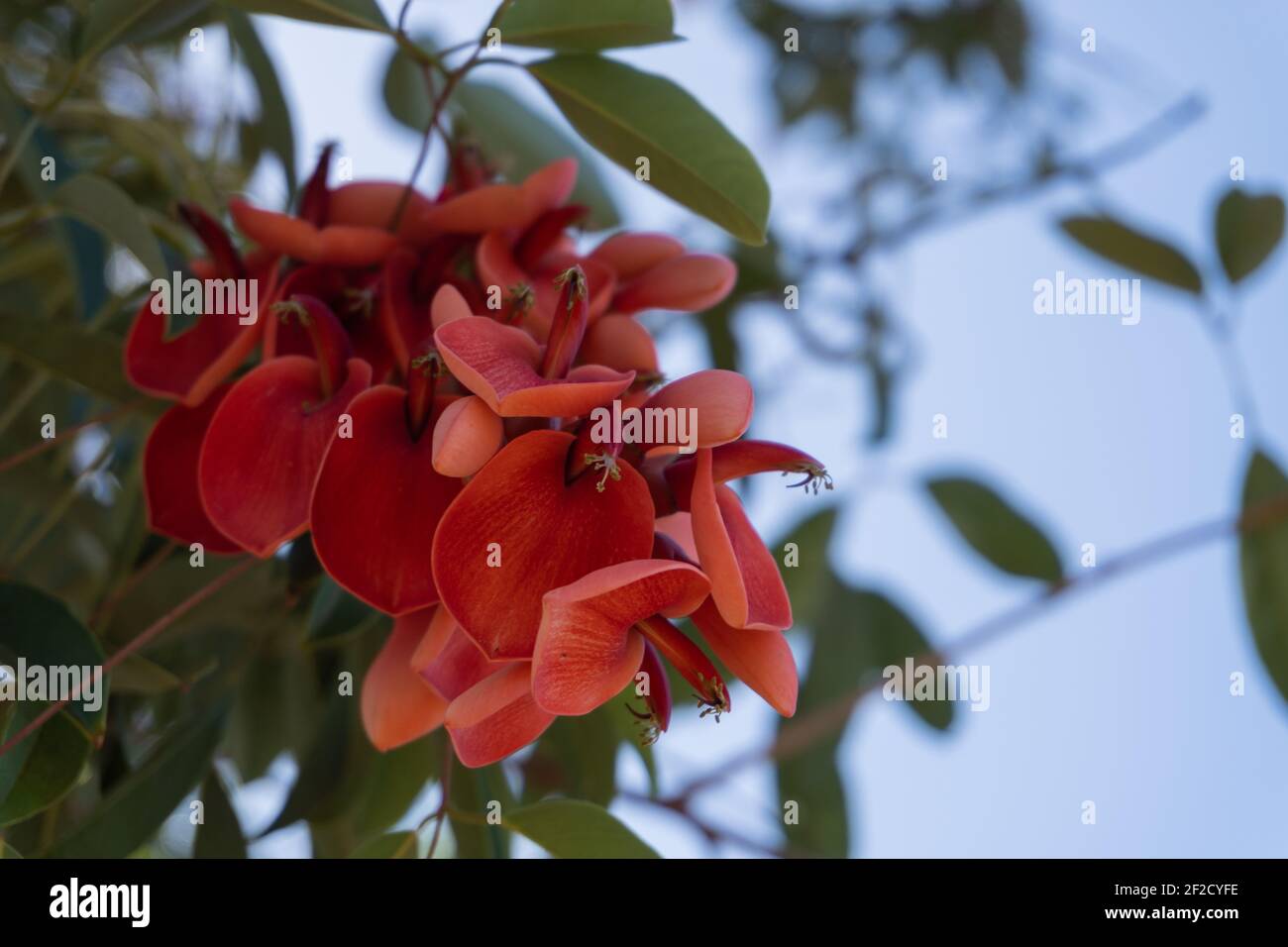 Erythrina crista-galli L. kapok. Seibo. Flor Gallo - Gallito family ...