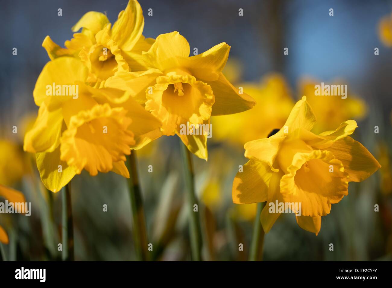 Yellow Daffodil Flower Bloom in Spring Field Stock Photo - Alamy