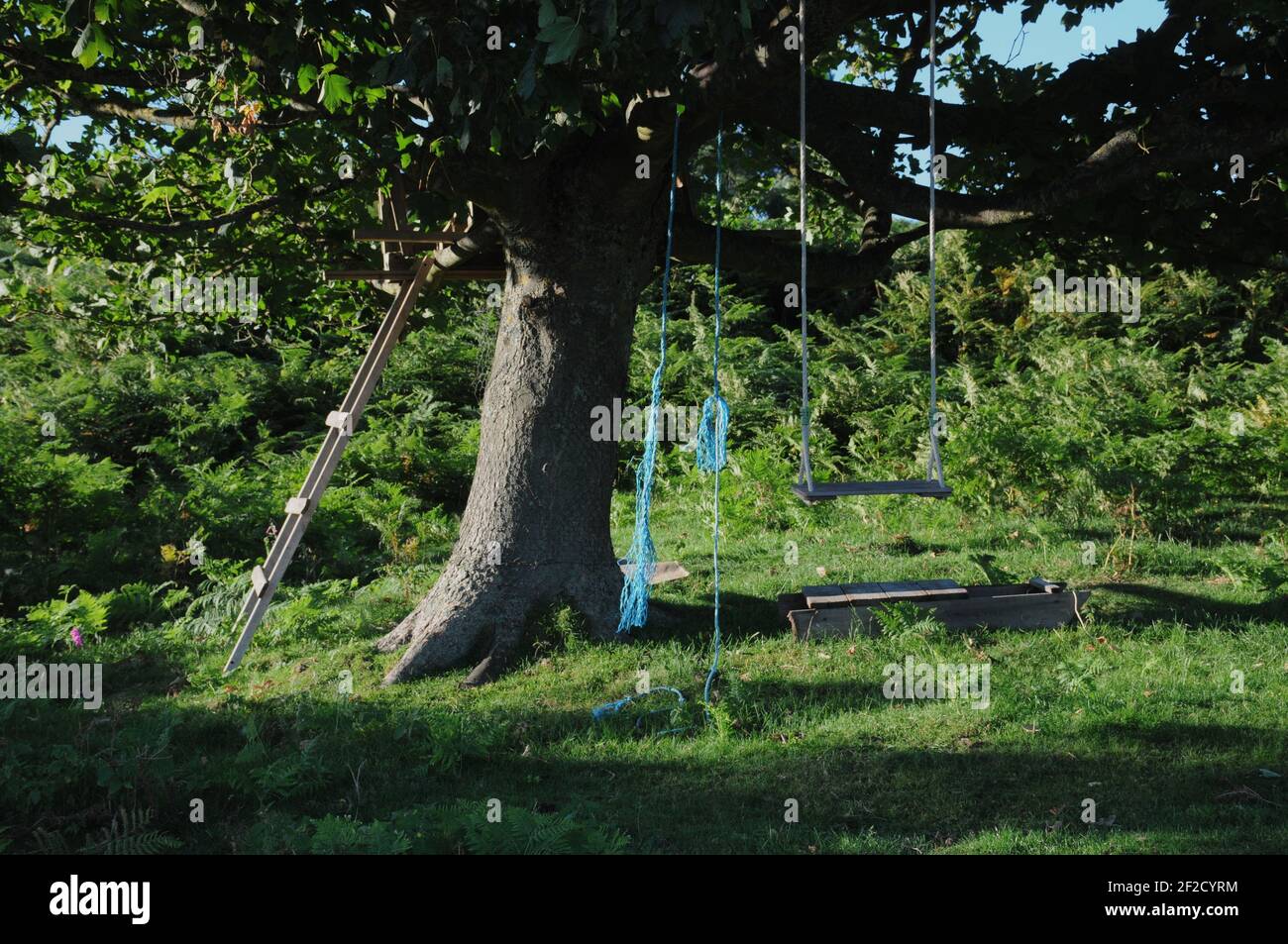 A swing on a tree Stock Photo - Alamy