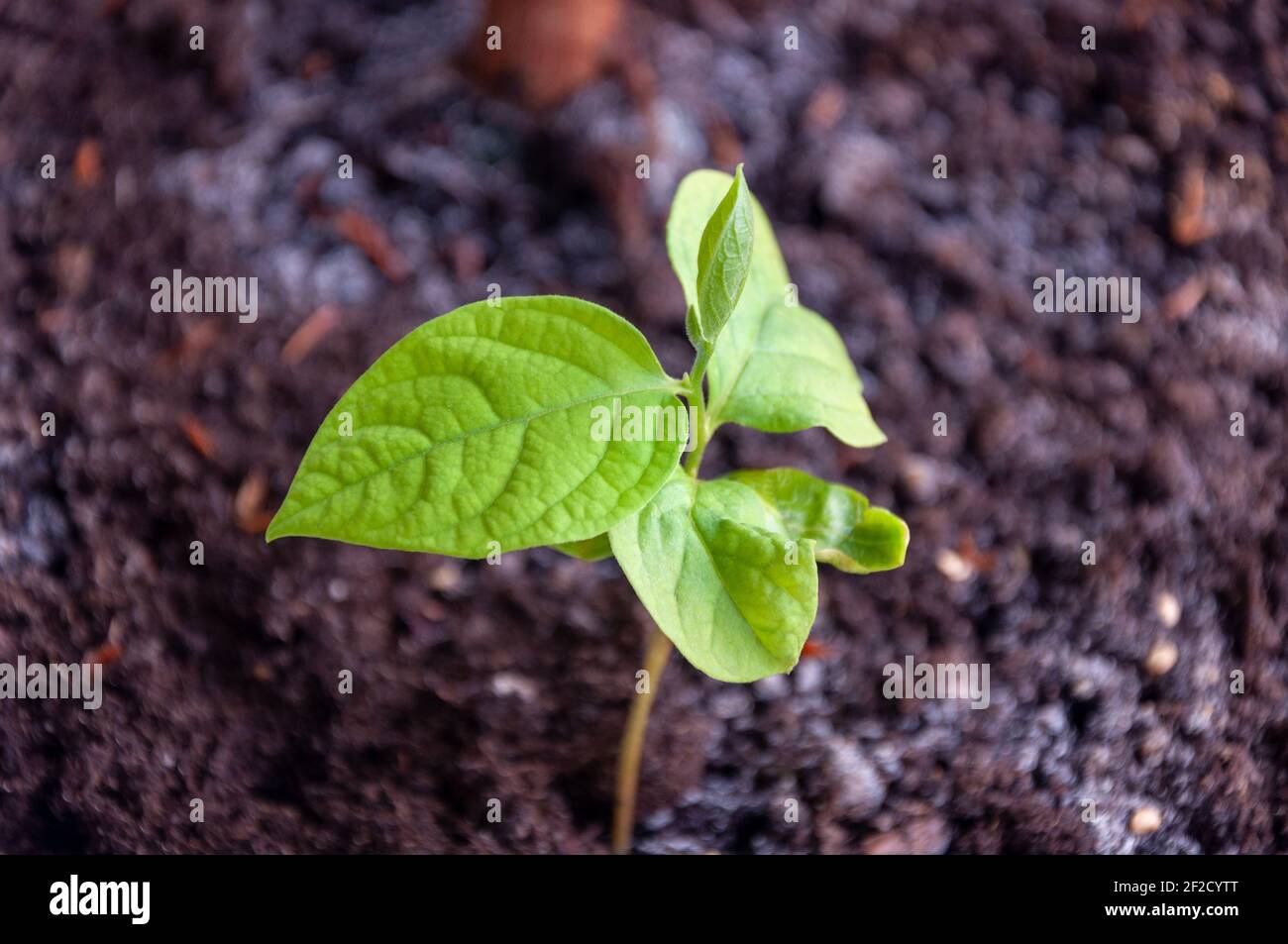 Persimmon life hi-res stock photography and images - Alamy