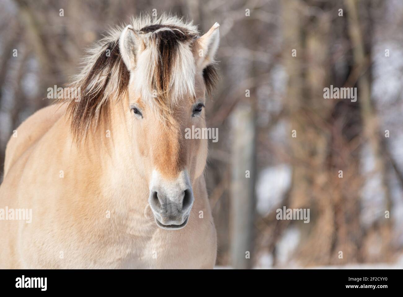 A beautiful horse outdoors in March with tree background Stock Photo ...