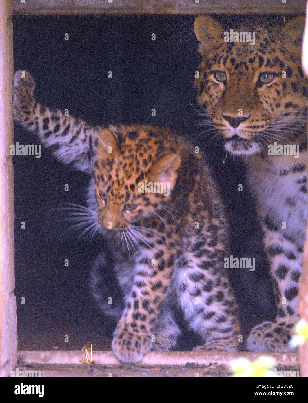 3 month old amur leopard cub ventures out for the first time at marwell ...