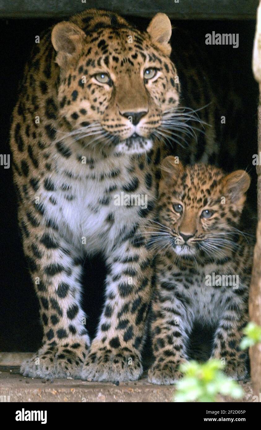 3 month old amu leopard cub ventures out for the first time at marwell ...