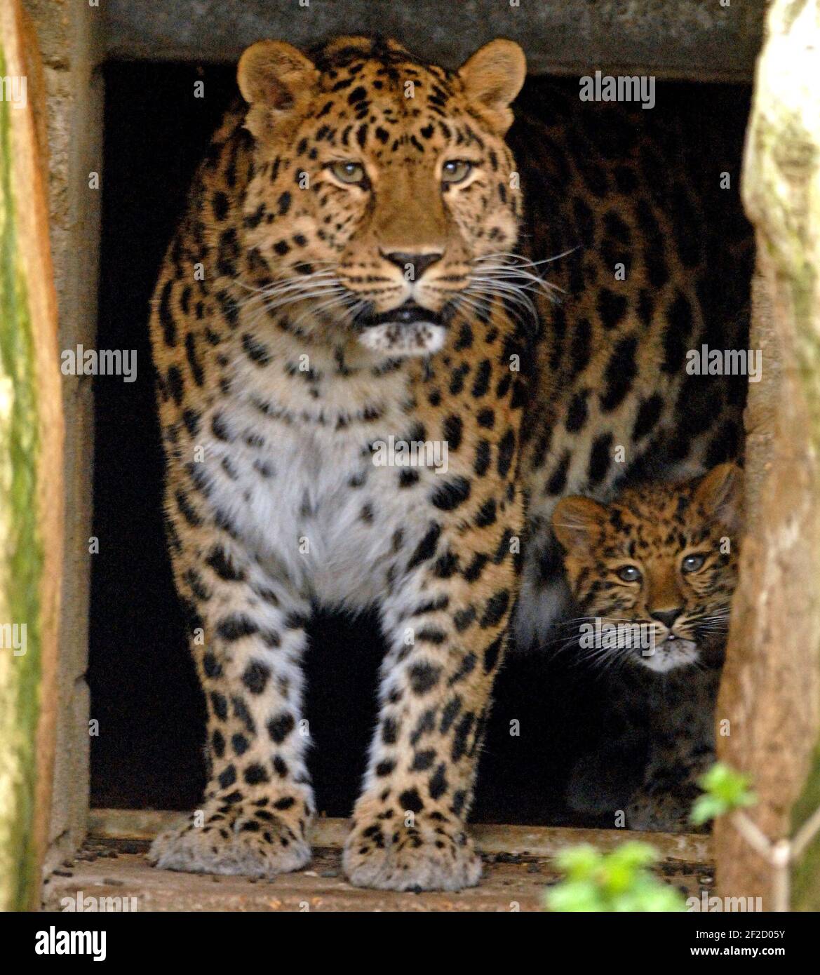3 month old amur leopard cub ventures out for the first time at marwell ...