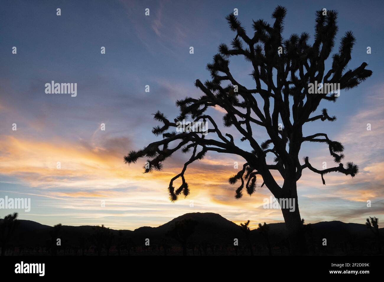 Silhouette of joshua tree hi-res stock photography and images - Alamy
