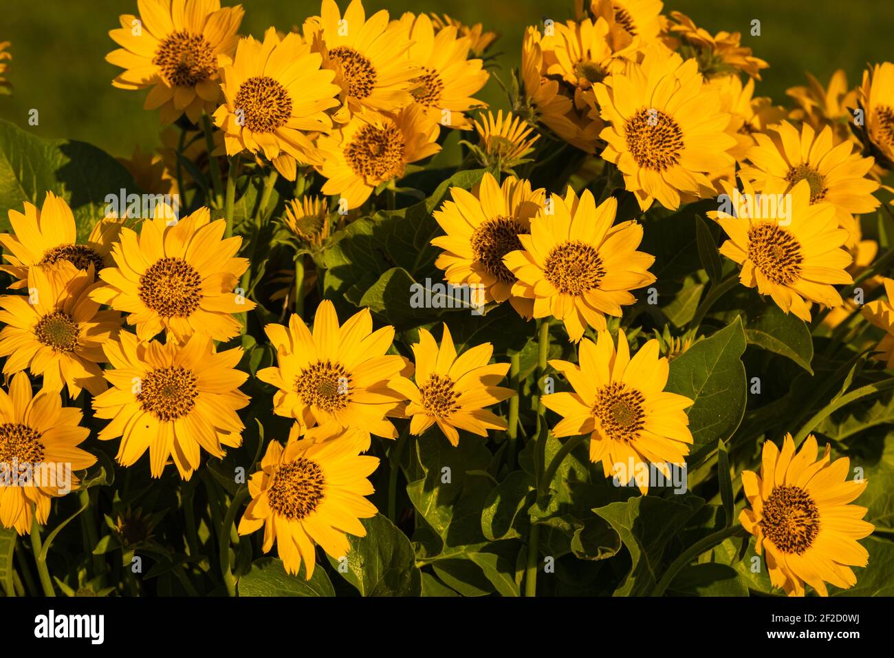 Yellow balsamroot illuminated by the rising spring sun along the ...