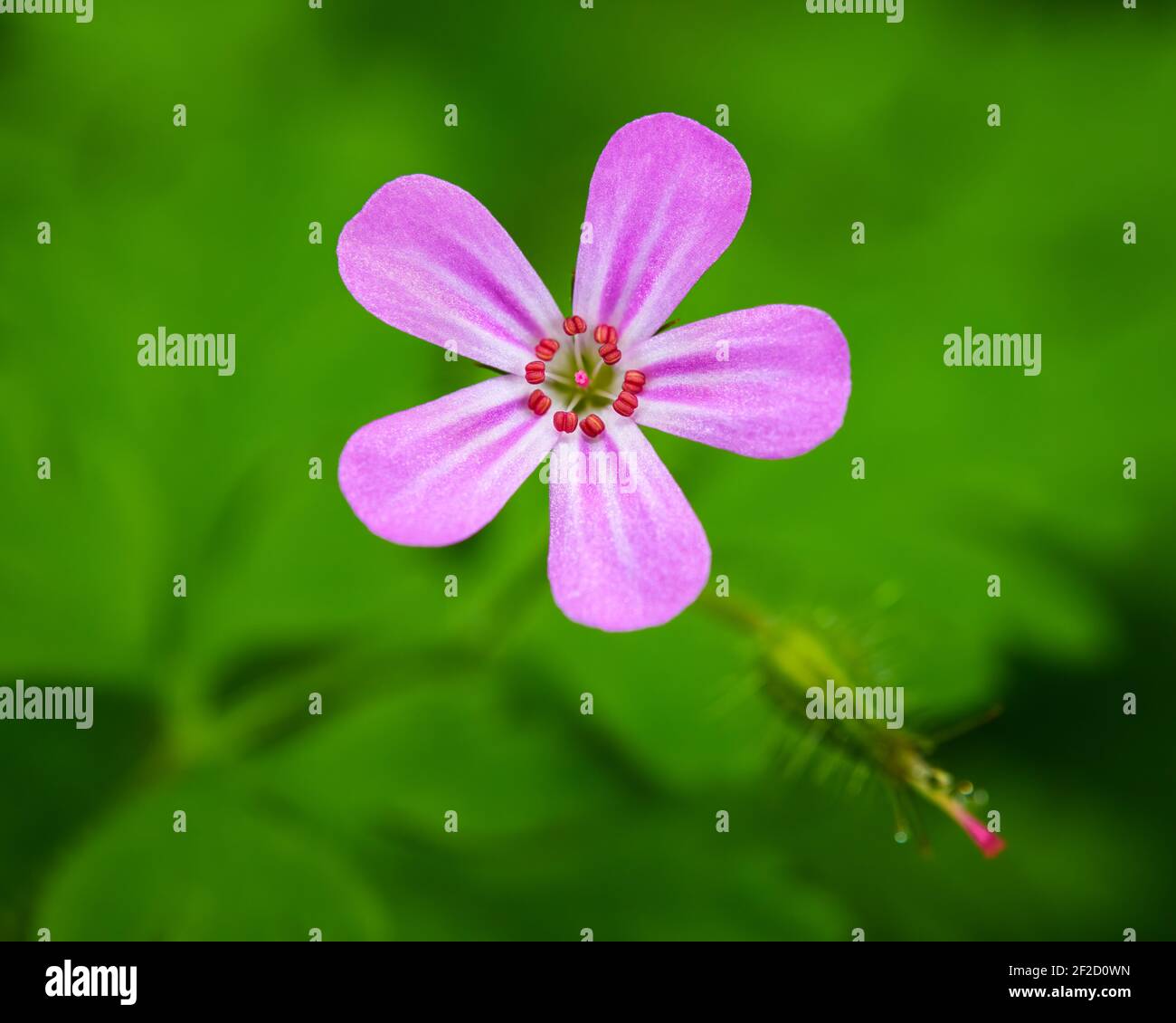 Herb Robert flower in detail against a green background in East King ...