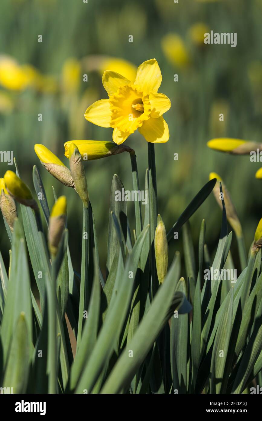 First daffodil flower of Spring opens in a commercial field in the ...