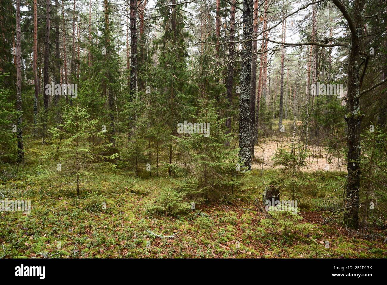 Coniferous forest in dull autumn day landscape Stock Photo - Alamy