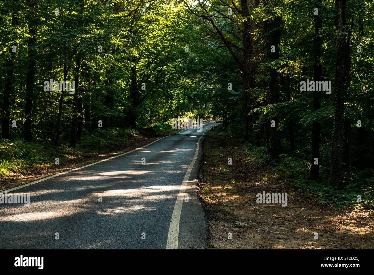 A narrow road in a forest covered in trees under the sunlight at ...