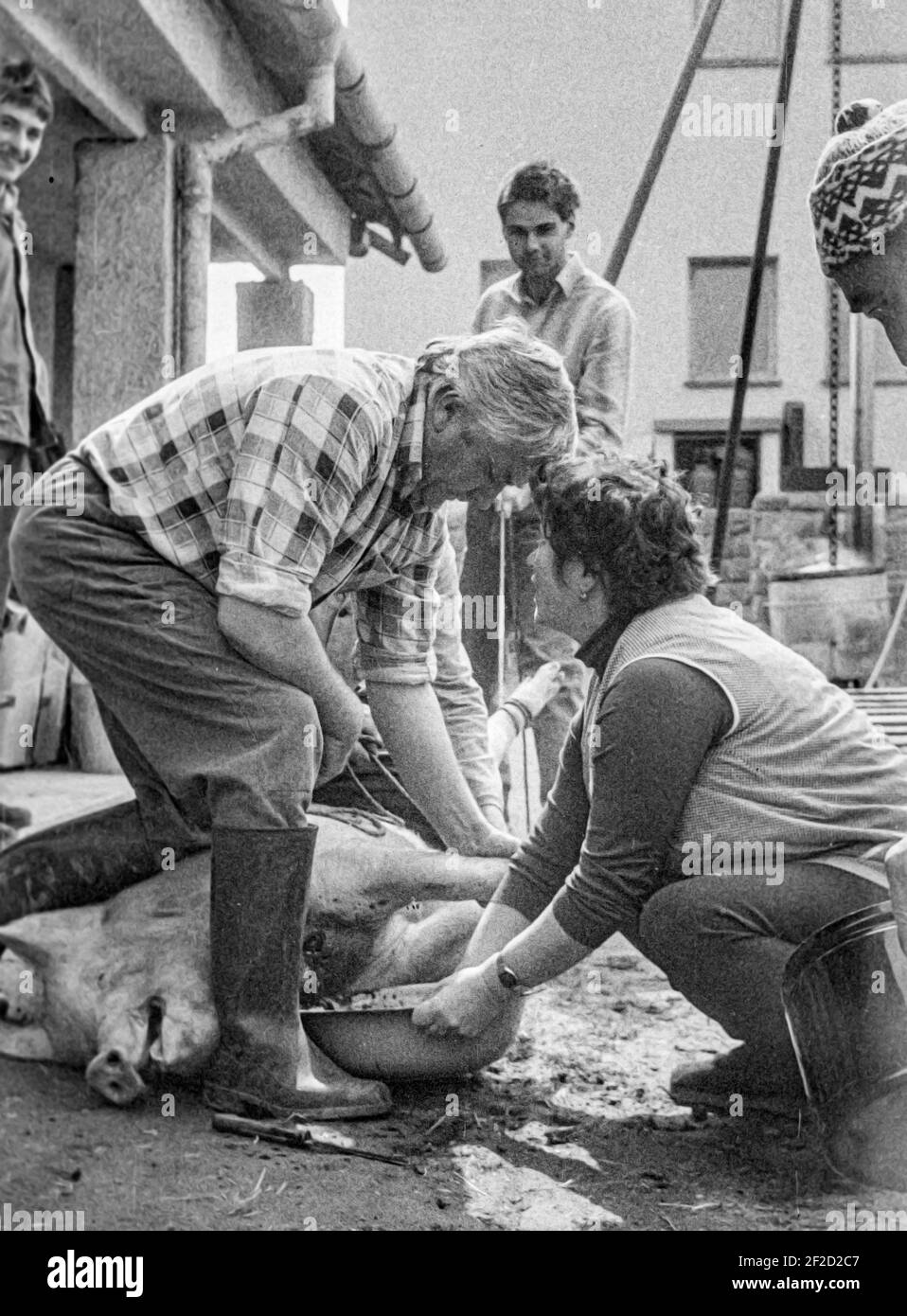 Cutting of a pig Black and White Stock Photos & Images - Alamy