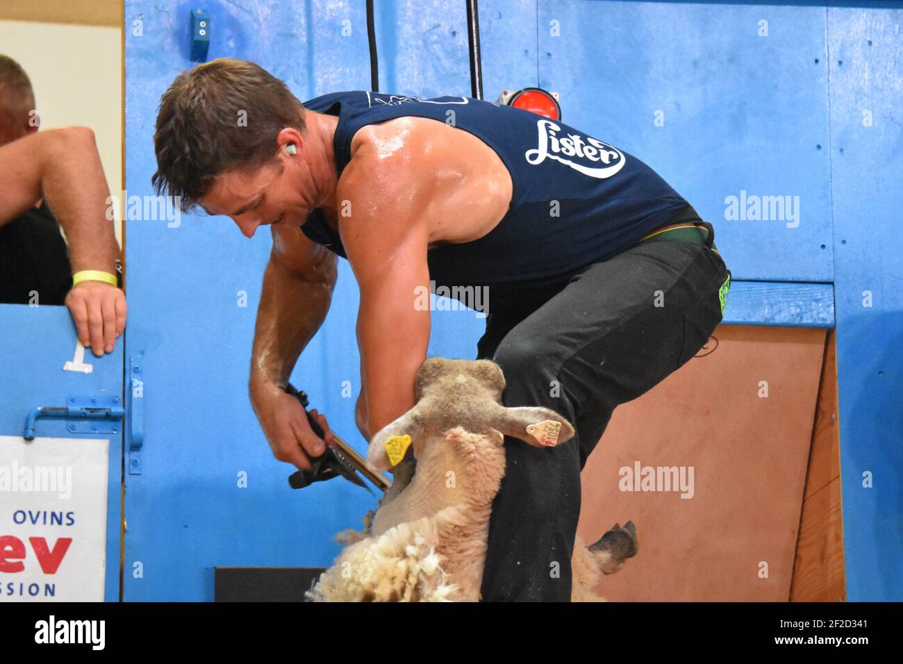 Ivan scott sheep hi-res stock photography and images - Alamy