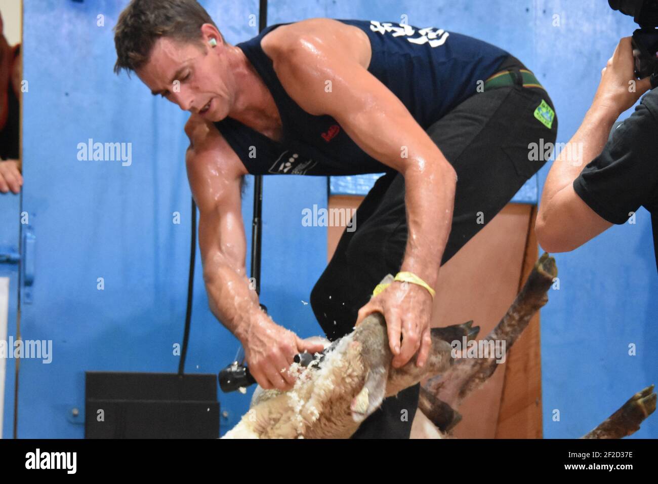 Ivan scott sheep hi-res stock photography and images - Alamy