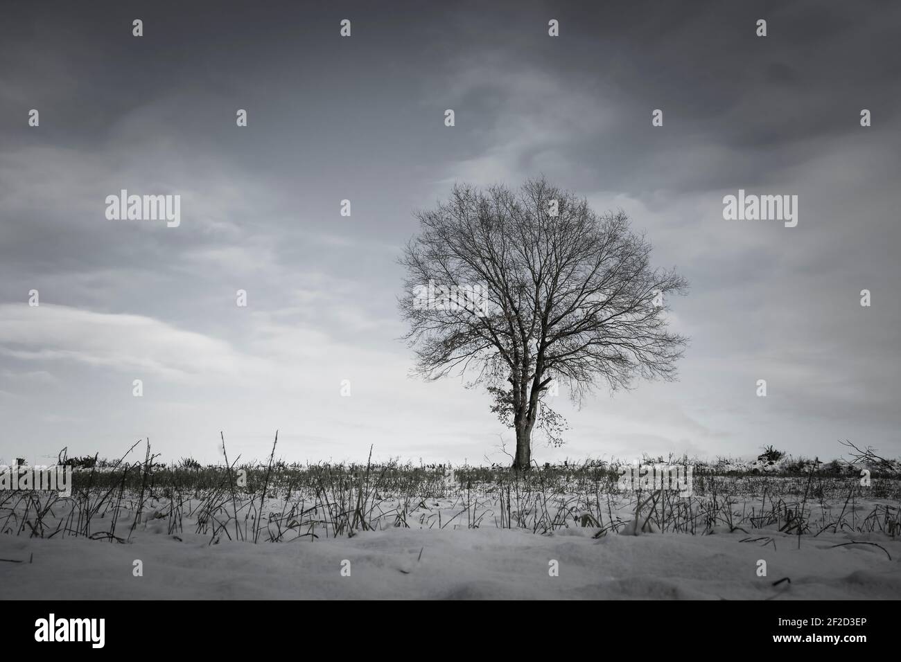 bald tree in winter Stock Photo - Alamy