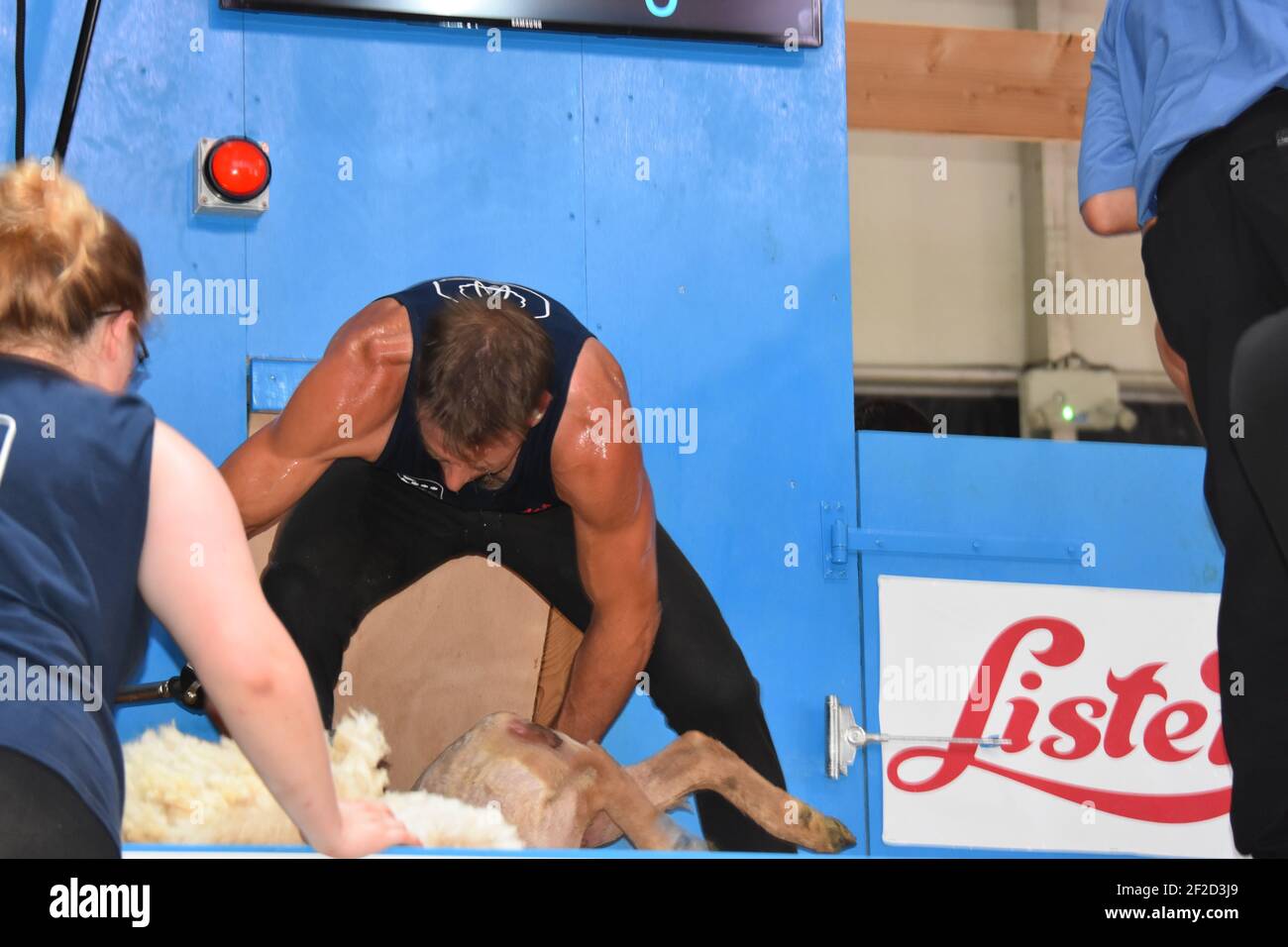 Ivan scott sheep hi-res stock photography and images - Alamy