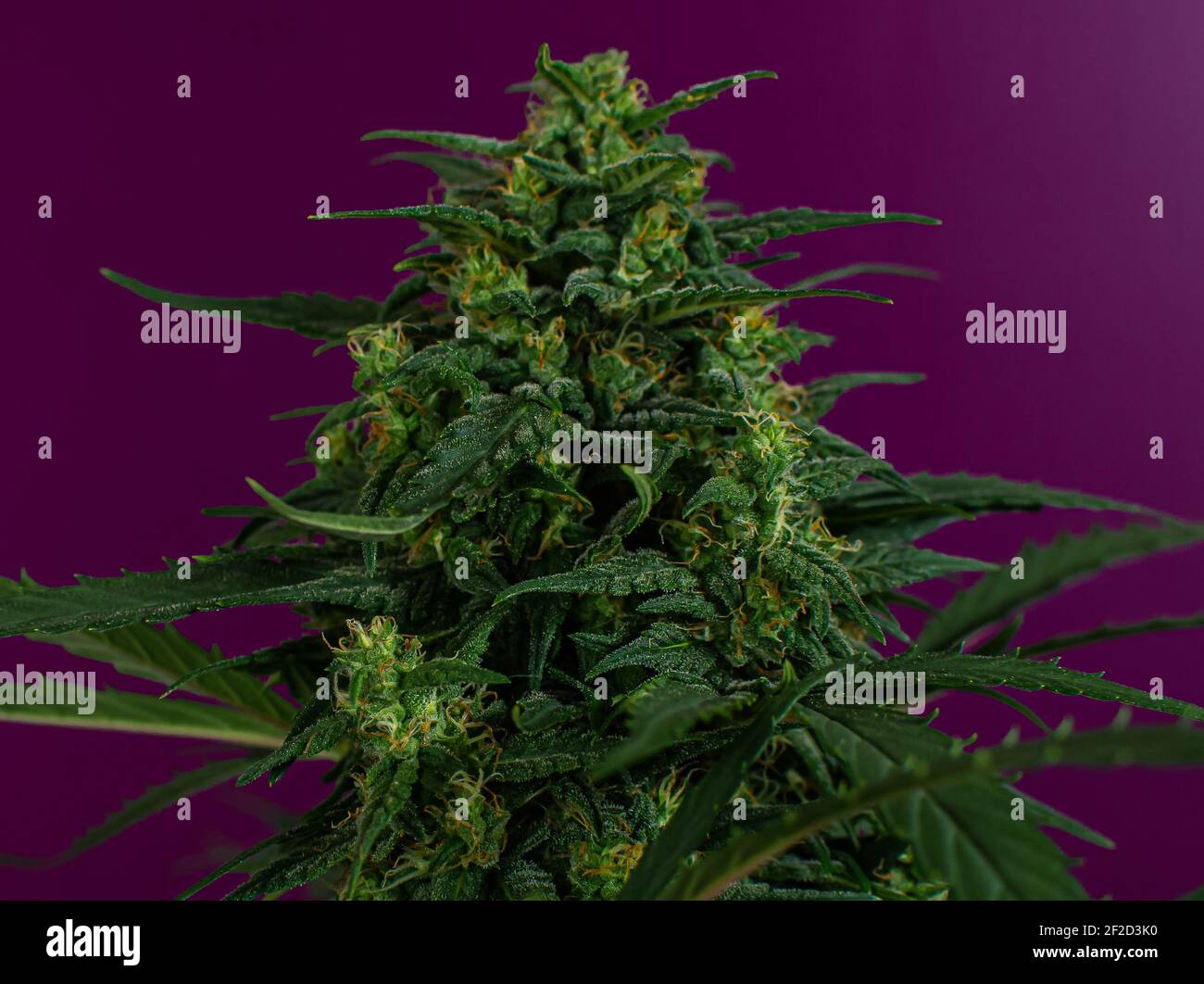 Texture from cannabis plant, in a marihuana indoor cultivation Stock ...