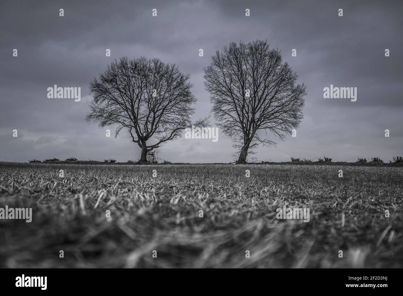 bald tree in winter Stock Photo - Alamy