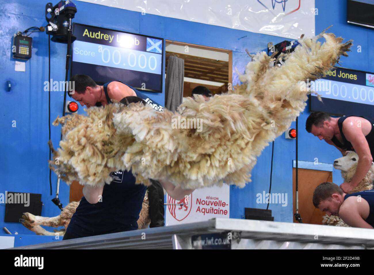 Audrey Lamb competes at the World woolhandling finals Stock Photo - Alamy