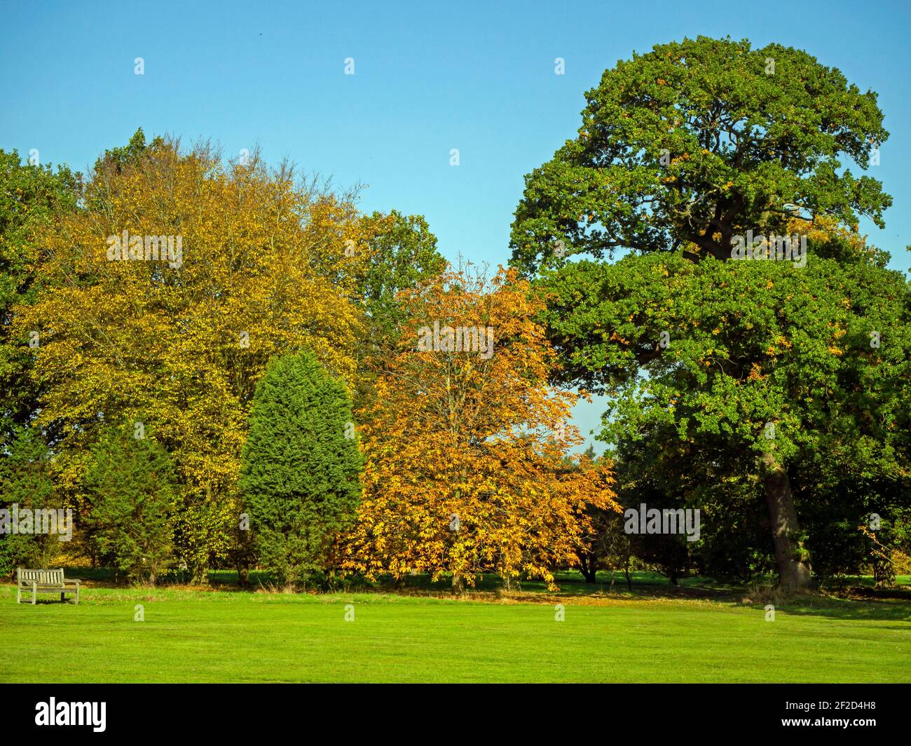 Trees with beautiful orange and green autumn foliage in the Yorkshire ...