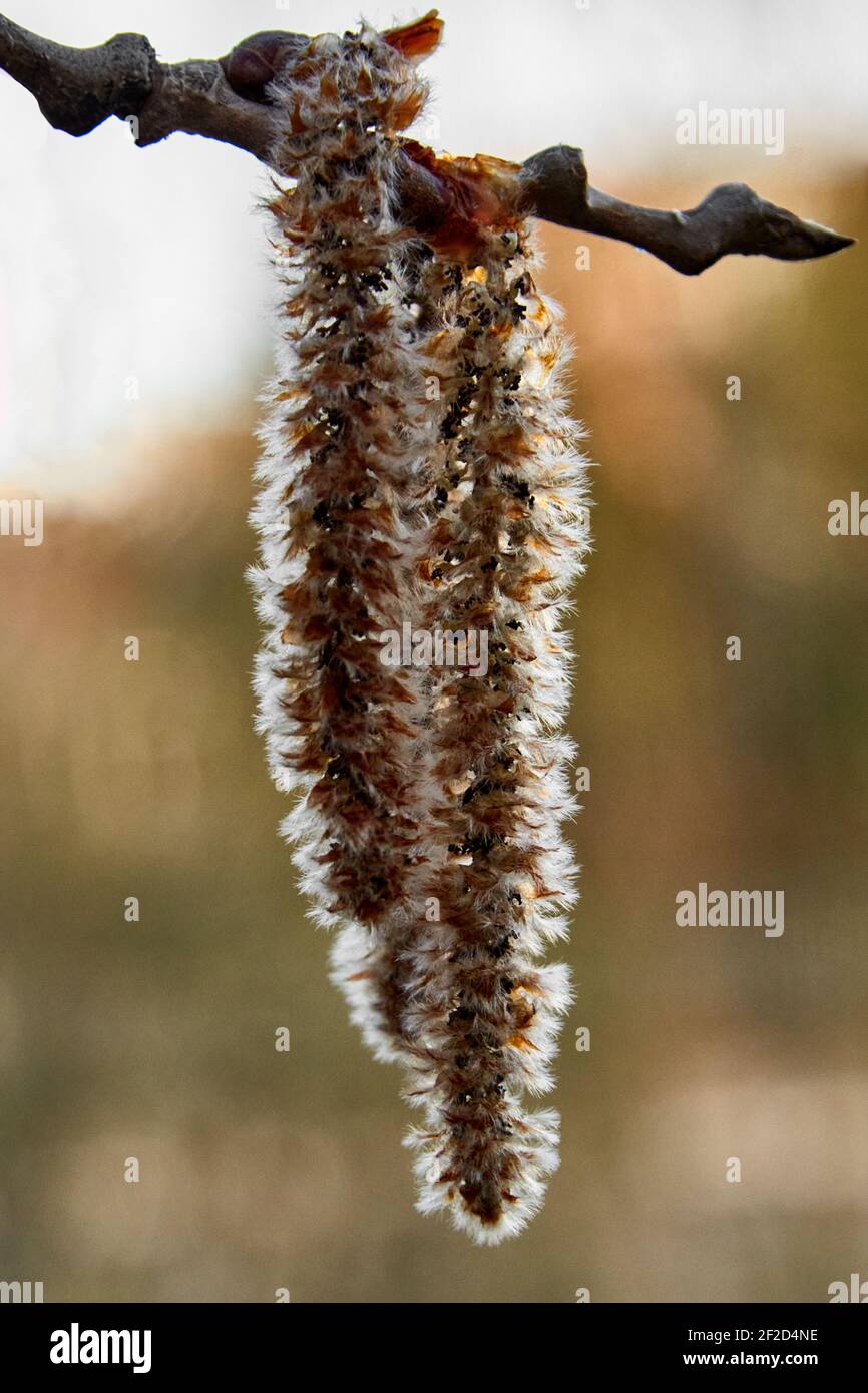 Poplar tree catkins hi-res stock photography and images - Alamy