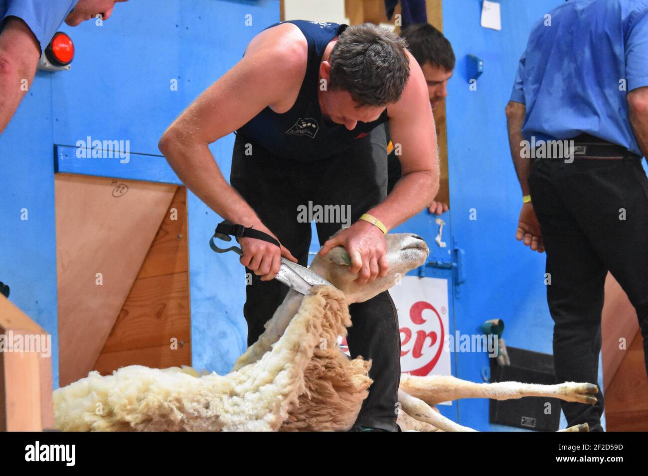 Hand shearing hi-res stock photography and images - Alamy