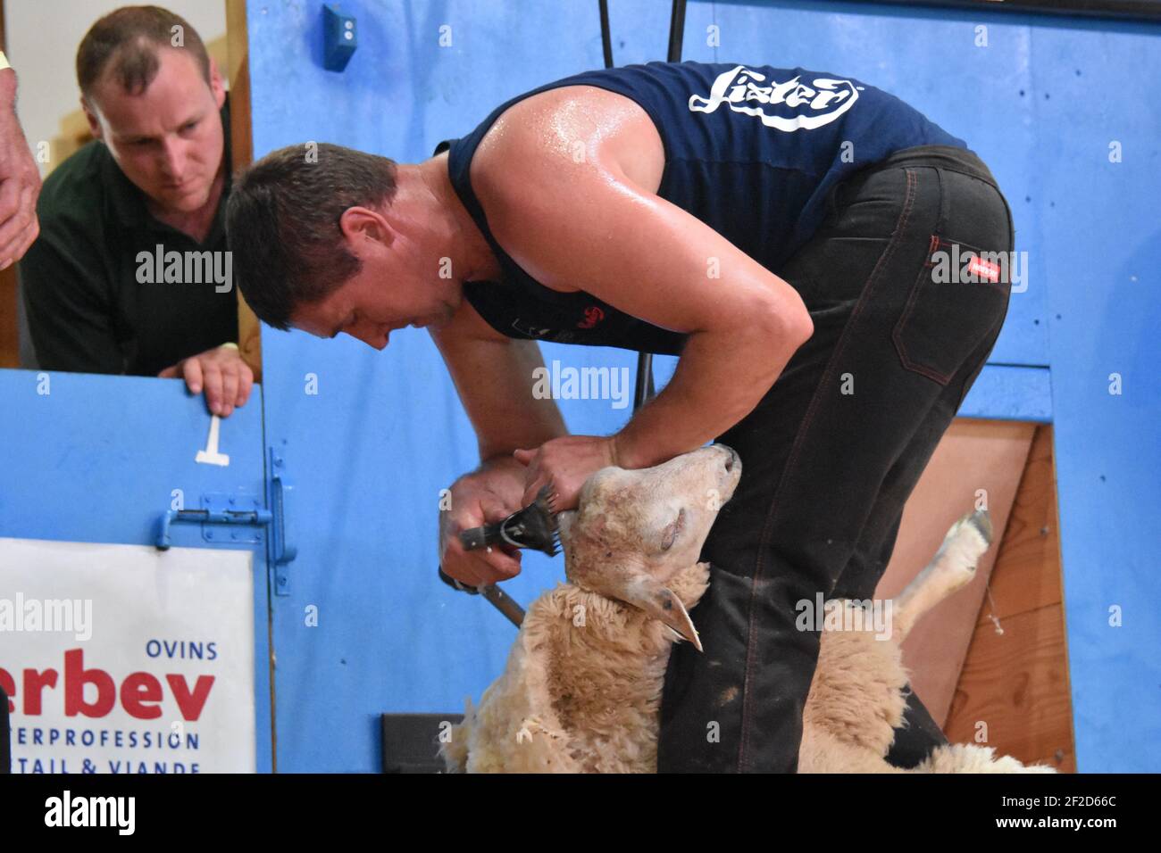 Sheep shearing machine hi-res stock photography and images - Alamy