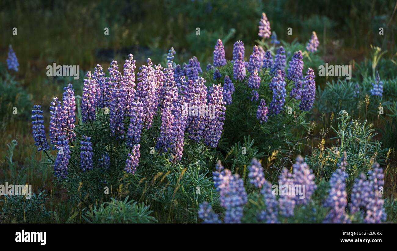 Native plants of washington state hi-res stock photography and images ...