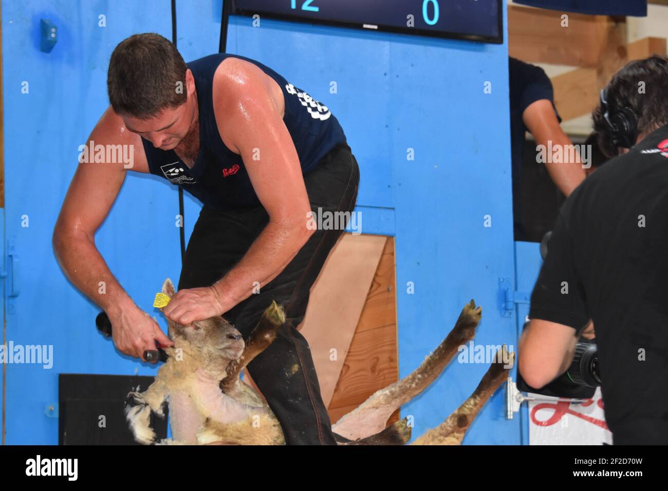 World Sheep shearing championships France Stock Photo - Alamy