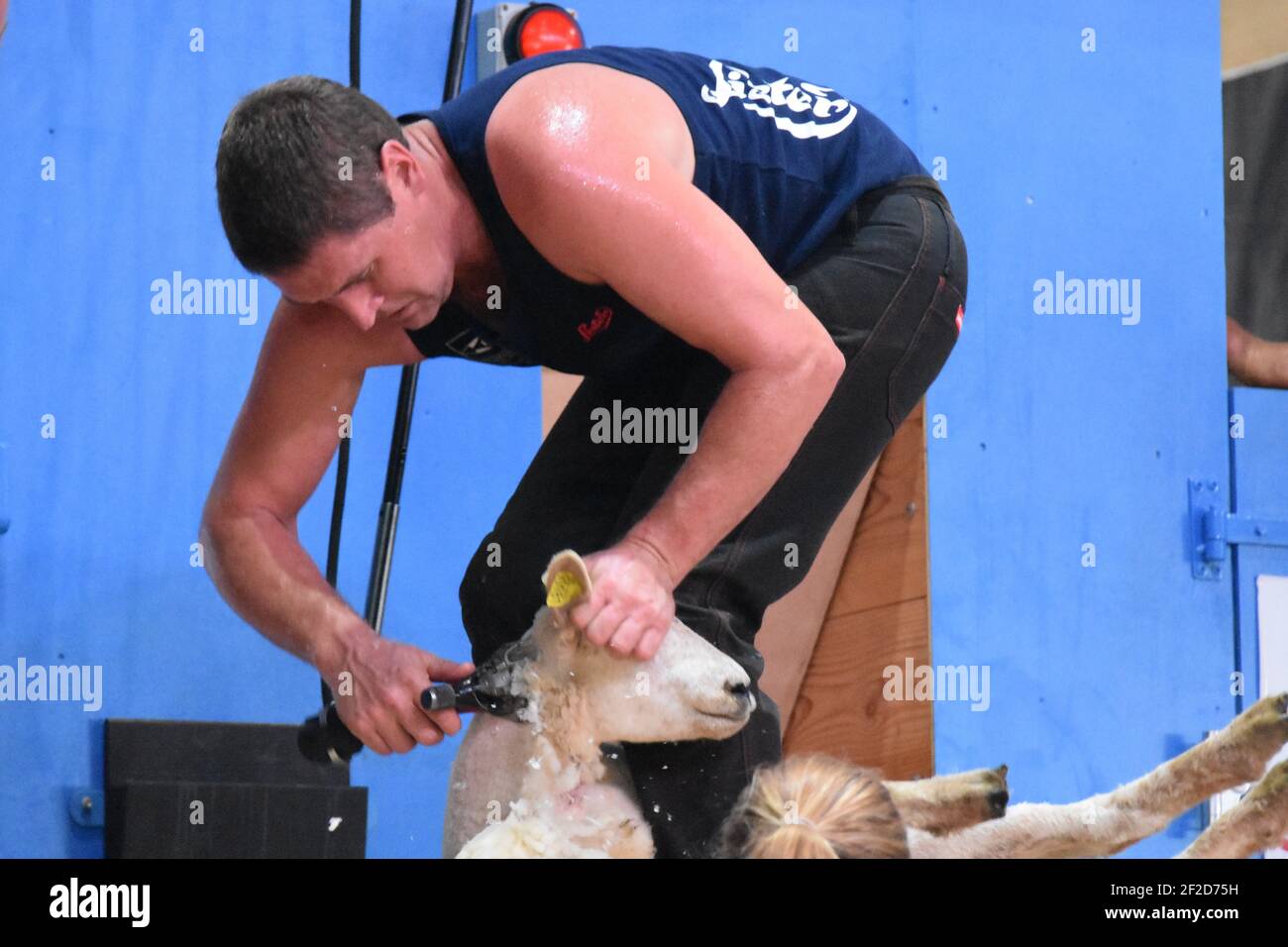 World Sheep shearing championships France Stock Photo - Alamy