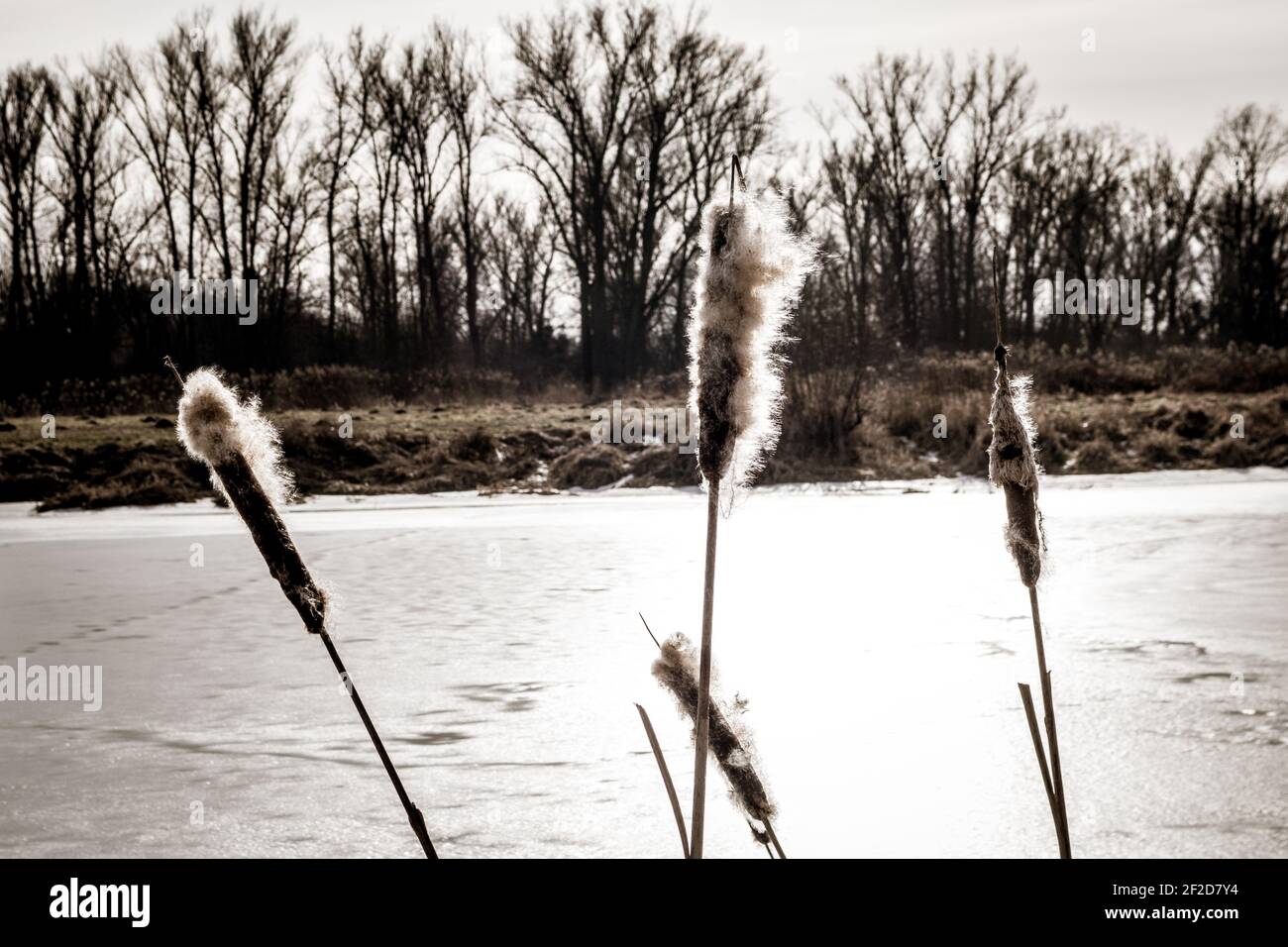 Typha latifolia (broadleaf cattail), bulrush, common bulrush, common ...