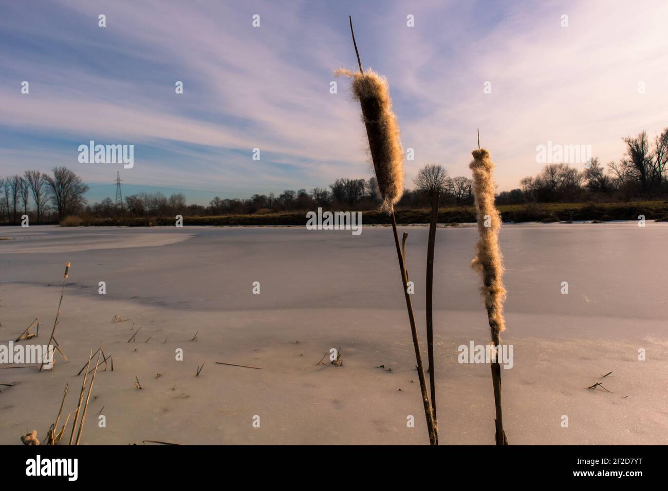 Typha latifolia (broadleaf cattail), bulrush, common bulrush, common ...