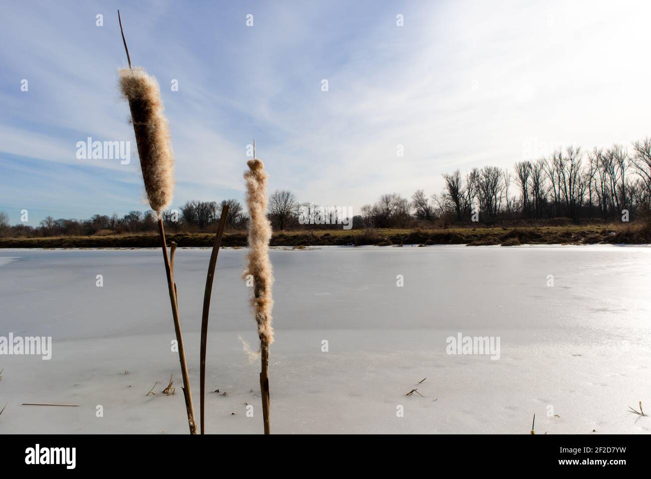 Typha latifolia (broadleaf cattail), bulrush, common bulrush, common ...