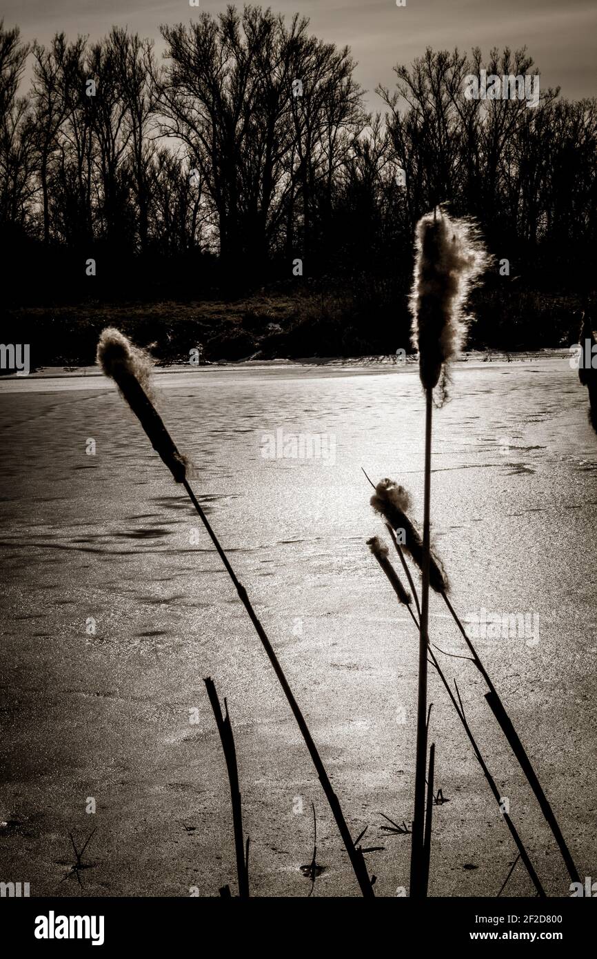 Typha latifolia (broadleaf cattail), bulrush, common bulrush, common ...