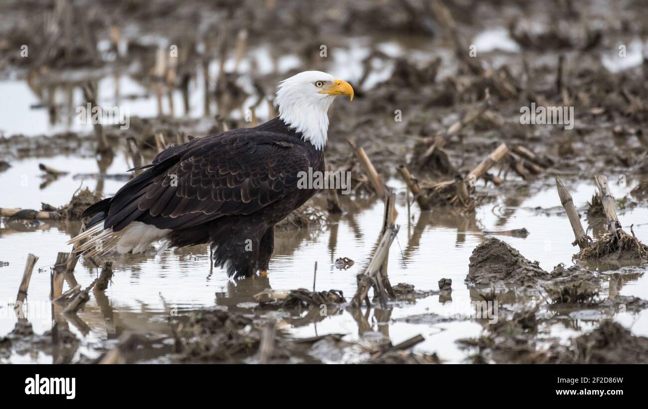 Mature bald eagle with white head in muddy field ankle deep in a puddle ...