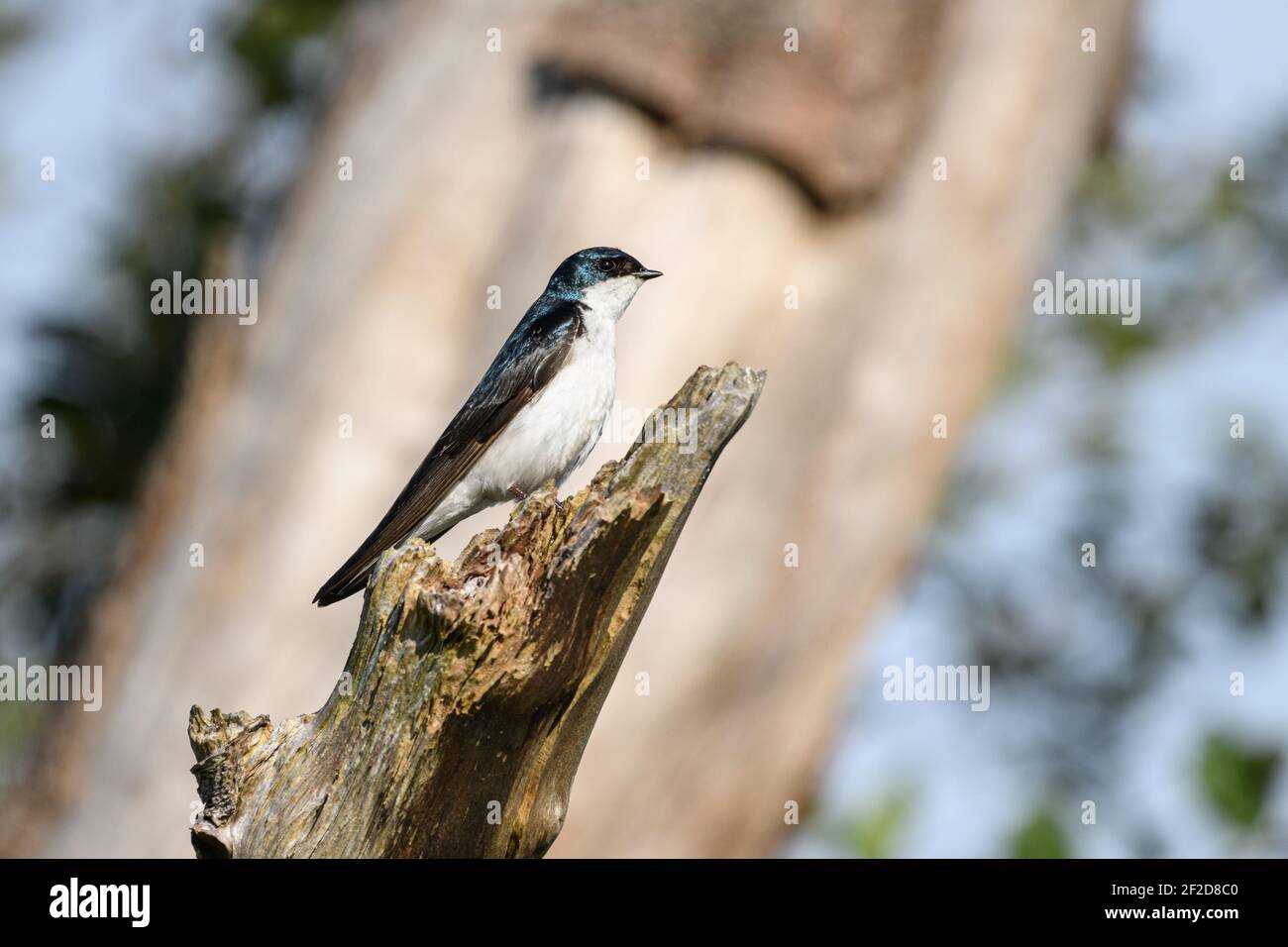 A tree swallow rests on a summer morning on an old stump in the Skagit ...